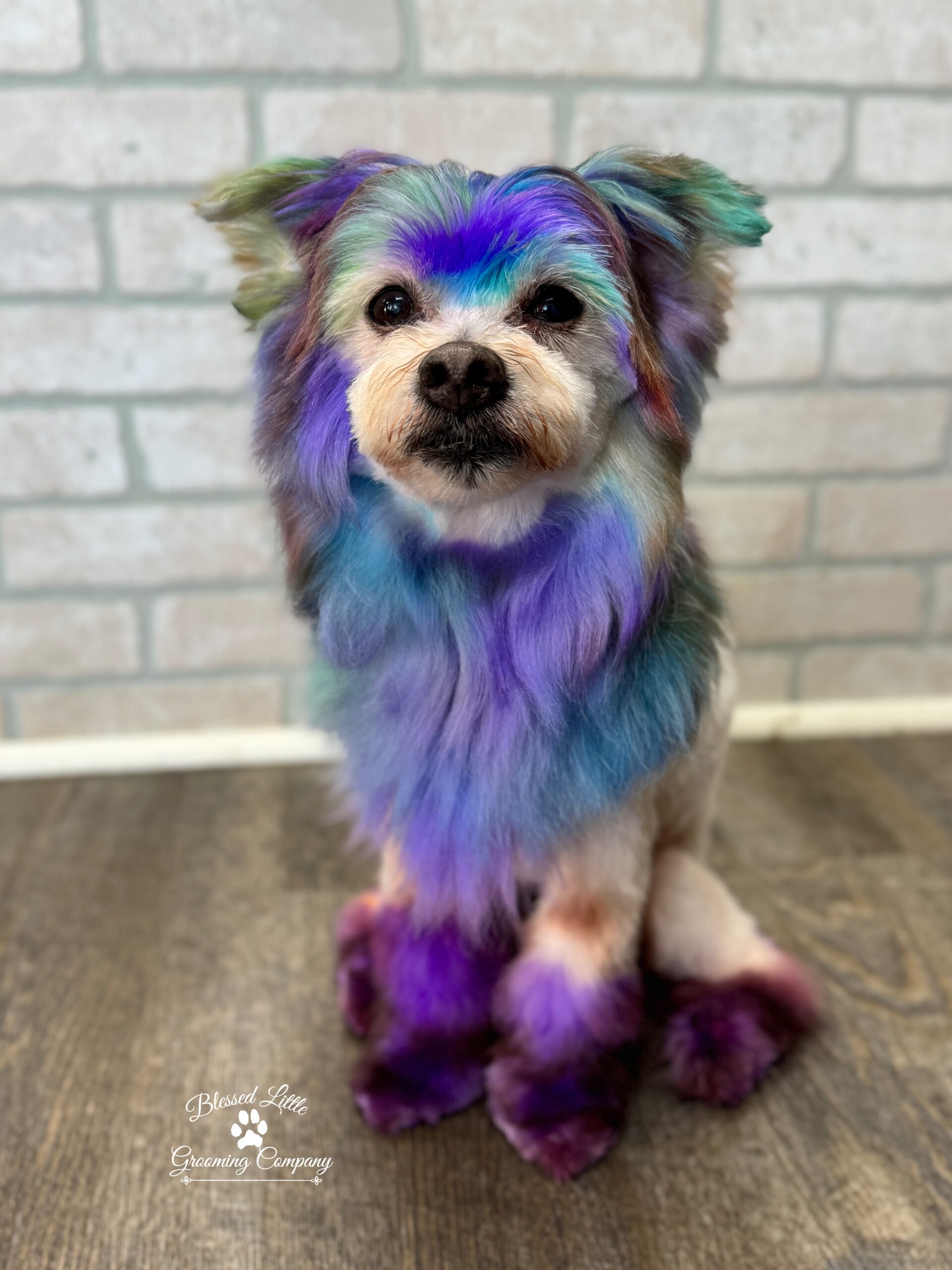 Full Body Color ~ Blessed Little Grooming Company, LLC